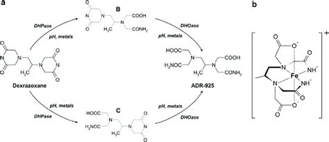 Chemistry Of Dexrazoxane Icrf 187 A Stepwise Hydrolysis Of
