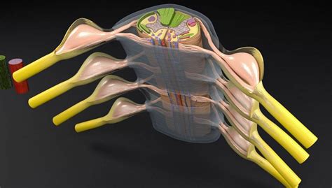 Spinal Cord Transverse Section Coverings Label 3d Model Superhive