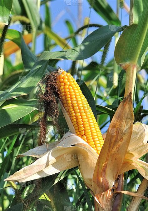 美丽的成熟玉米穗