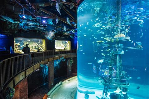 Why Wonders Of Wildlife National Museum And Aquarium Is Americas Best