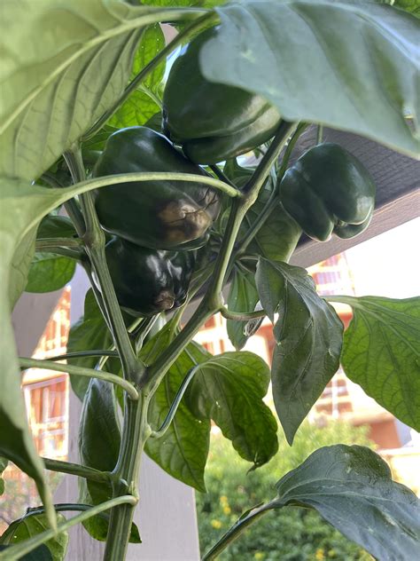 Pepper Problem Rplants