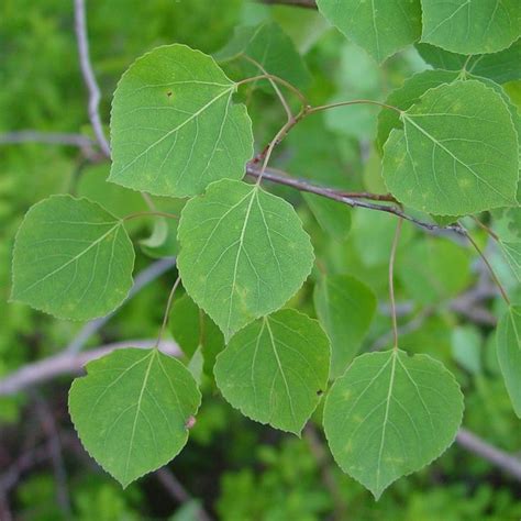 Populus Tremuloides Quaking Aspen Tree Seeds Drying Herbs Aspen Leaf