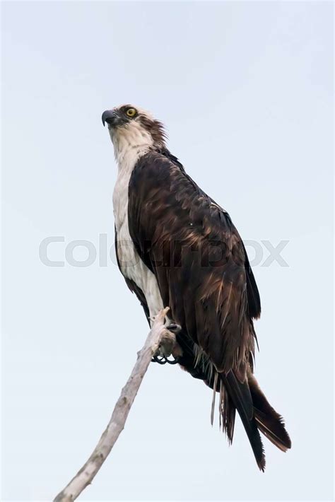 The Fish Hawk Stock Image Colourbox