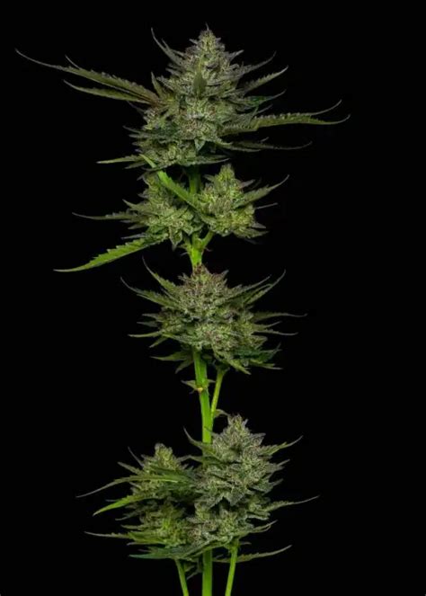 Sour Apple Autoflower Seeds By Humboldt Seed Company Gr