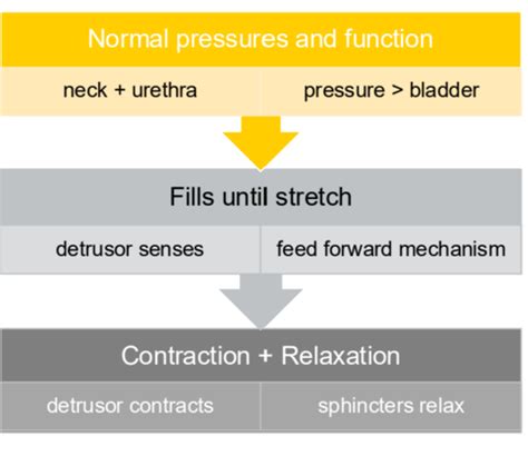St In Pt An Intro To Pelvic Floor Dysfunction Flashcards Quizlet