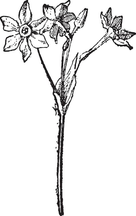Daffodil Or Narcissusvintage Engraving Vintage Engraved Drawing Vector