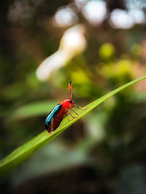 Bug Insect Nature Free Photo On Pixabay Pixabay