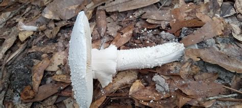 Destroying Angel Rmycology