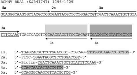 Locations And Sequences Of Primers The Nucleic Acid Sequence Of The Download Scientific