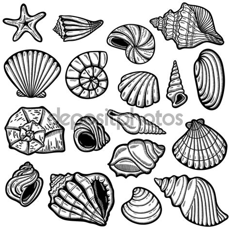 Sea Shells Drawing At Getdrawings Free Download