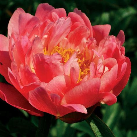 Coral Charm Peony Park Seed