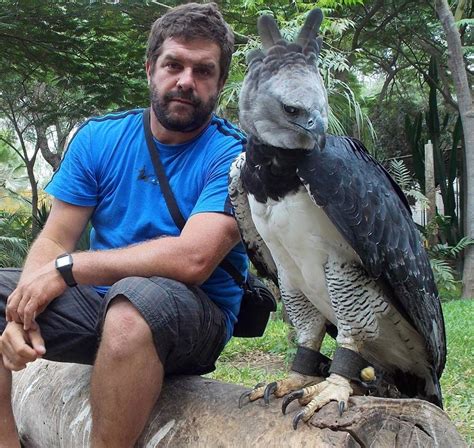 Harpy Eagle Size Comparison