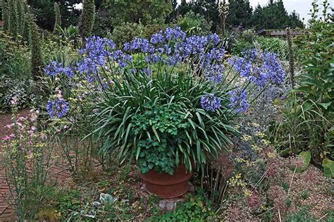 How To Plant Agapanthus In Pots At Hilton Miller Blog