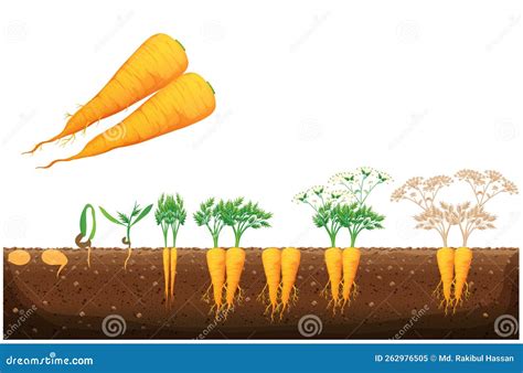 Carrot Plant Growth Stages The Growing Process Of Carrot From Seeds