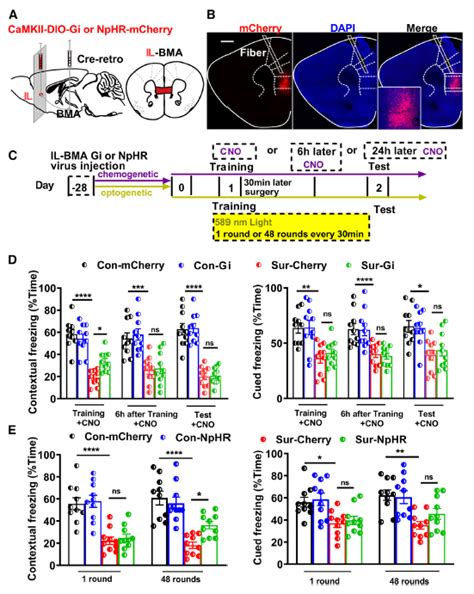 【客户文章】cell Rep：徐州医科大学高灿教授团队揭示前额叶皮质到杏仁核的两条平行投射调控术后小鼠学习记忆损伤的神经机制 知乎