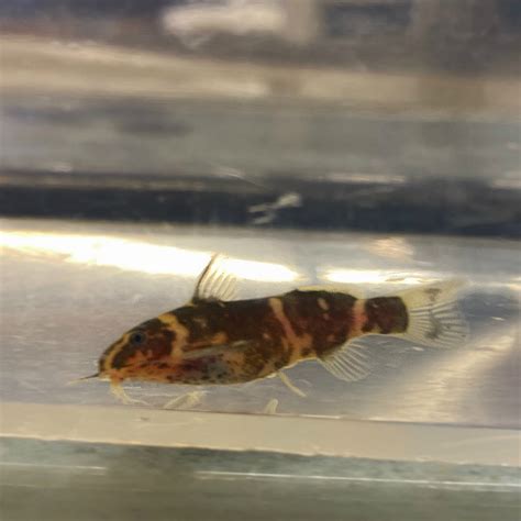 Dwarf Synodontis Microsynodontis Batesiicurrently Unavailable