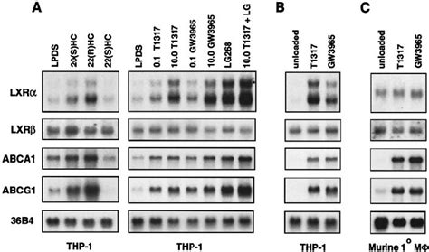 Oxysterols And Synthetic Lxr Ligands Stimulate Lxr ␣ Expression In