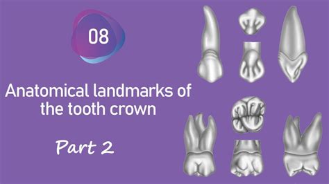 Dental Anatomy And Morphology Quiz At Genevieve Tarrant Blog