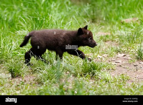 Timberwolf American Wolf Canis Lupus Occidentalis Captive Pup In A Meadow Germany Stock
