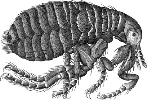 Lessons Learned From Dealing With Lice Nits Lice Nits