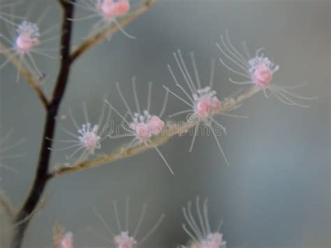 Hydrozoa Feathered Hydroid Or Feather Hydroid Sea Nettle Pennaria