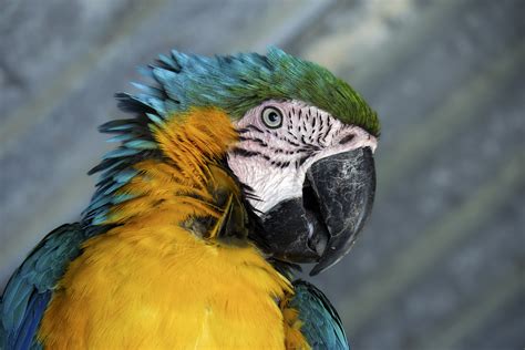 Pix 3868 Ara Bleu Ara Ararauna Blue And Yellow Macaw Kryztophe