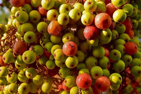 Premium Photo Ficus Sycomorus Ficus Racemosa Sycamore Figs Clusters Of Ripe Figs On Tree