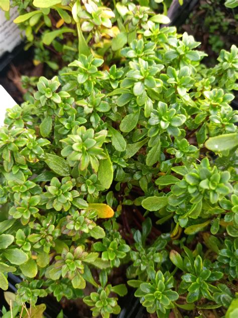 Iberis Candy Tuff Pink Ice Park Farm Plants