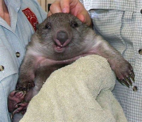 The 25 Most Important Wombats Of All Time Cute Wombat Smiling