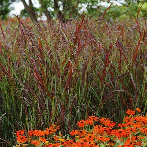 Panicum Virgatum ‘rr1 Ruby Ribbons Kiefer Nursery Trees Shrubs