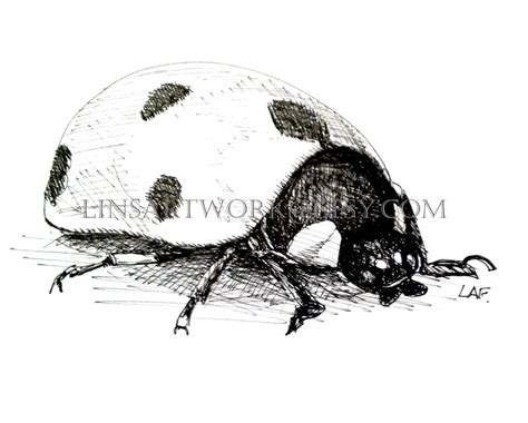 Downloadable Ladybug Print Ladybird Print Pen And Ink Drawing Of A