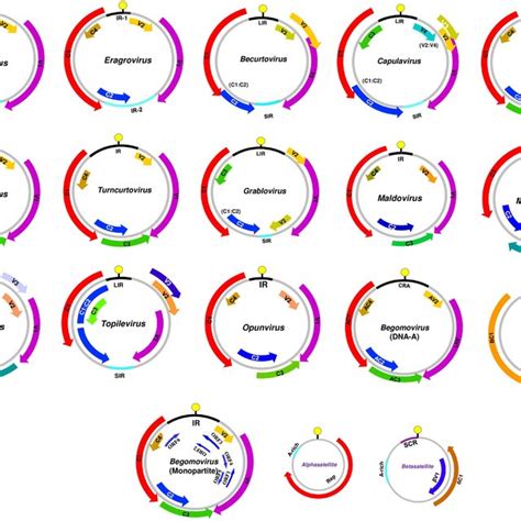 Insights Into The Multifunctional Roles Of Geminivirus‑encoded Proteins
