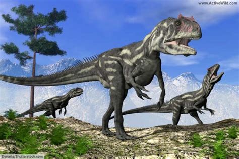 Ceratosaurus Dinosaur Facts And Pictures The Horned Jurassic Predator