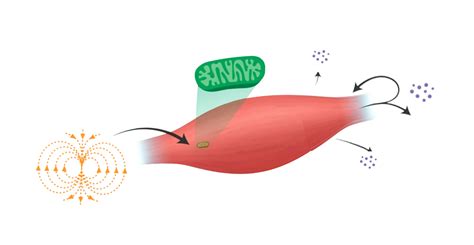 Healthy Ageing With Bixeps Renaza