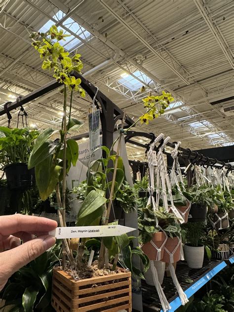 Lowes Find Den Maynin Uraiwon R Orchids