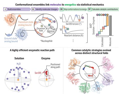 Conformational Ensembles Reveal The Origins Of Serine Protease