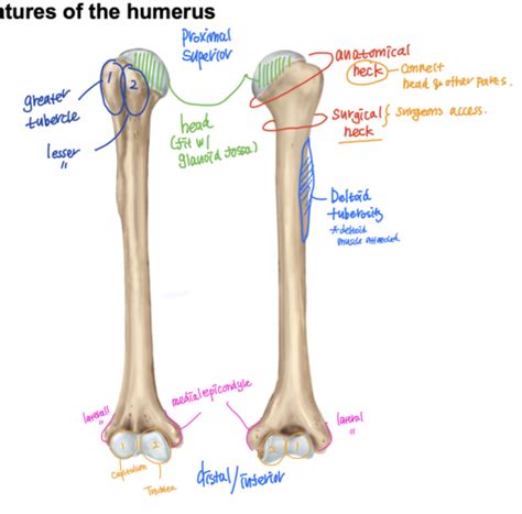 5 Features Of The Humerus Radiusulna Hand Pelvic Girdle Femur