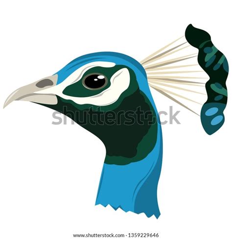 Seacock Over 1 Royalty Free Licensable Stock Illustrations And Drawings