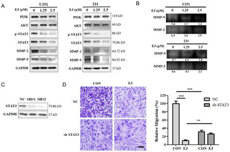 Ej Suppressed Cancer Cell Metastasis Through The Stat3 Signaling