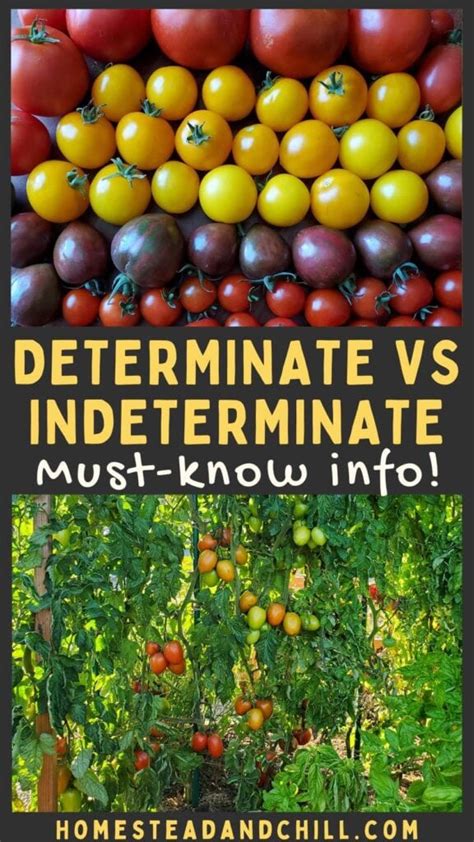 Determinate Vs Indeterminate Plants Important Differences To Know
