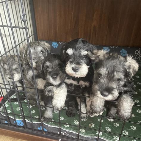 Olivias Schnauzer Puppies For Adoption And Rehoming