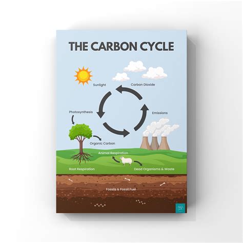Simple Carbon Cycle