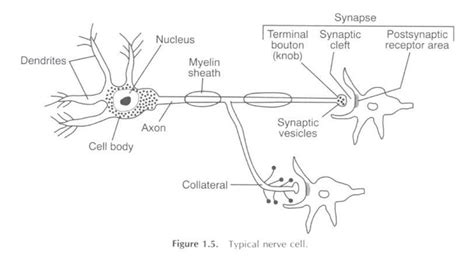 Neuroscience Diagram Quizlet