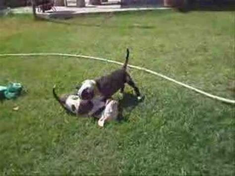 Pit Bull Puppies Play Fighting Youtube