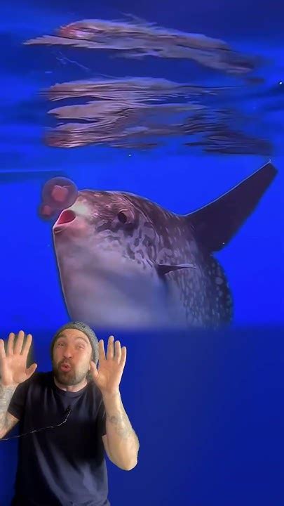 Pestele Lună Youtube