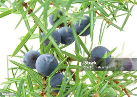 Cabang Juniper Dengan Buah Beri Di Latar Belakang Putih Foto Stok Unduh Gambar Sekarang Istock