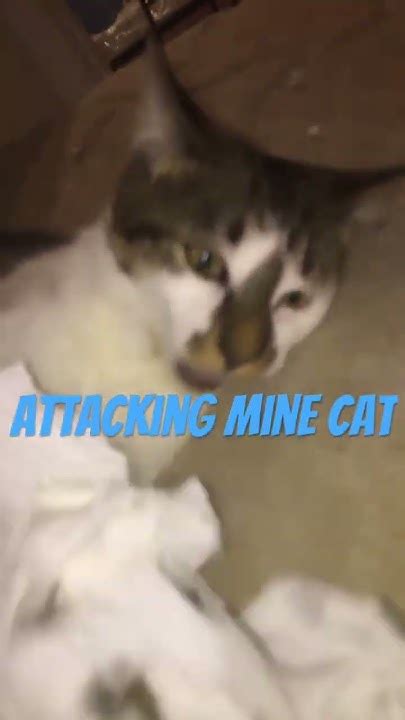 Attaking My Cat Youtube