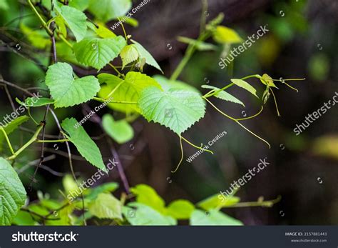 14 Vitis Vulpina Bilder Arkivfotografier Og Vektorer Shutterstock