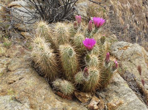 Cannundrums Edible Cactus Fruits