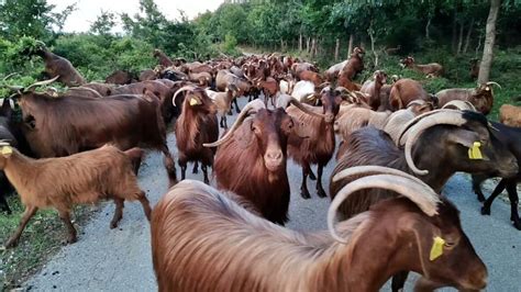 Çka Po Lypin Dhitë Midis Prishtine Kosova Sot